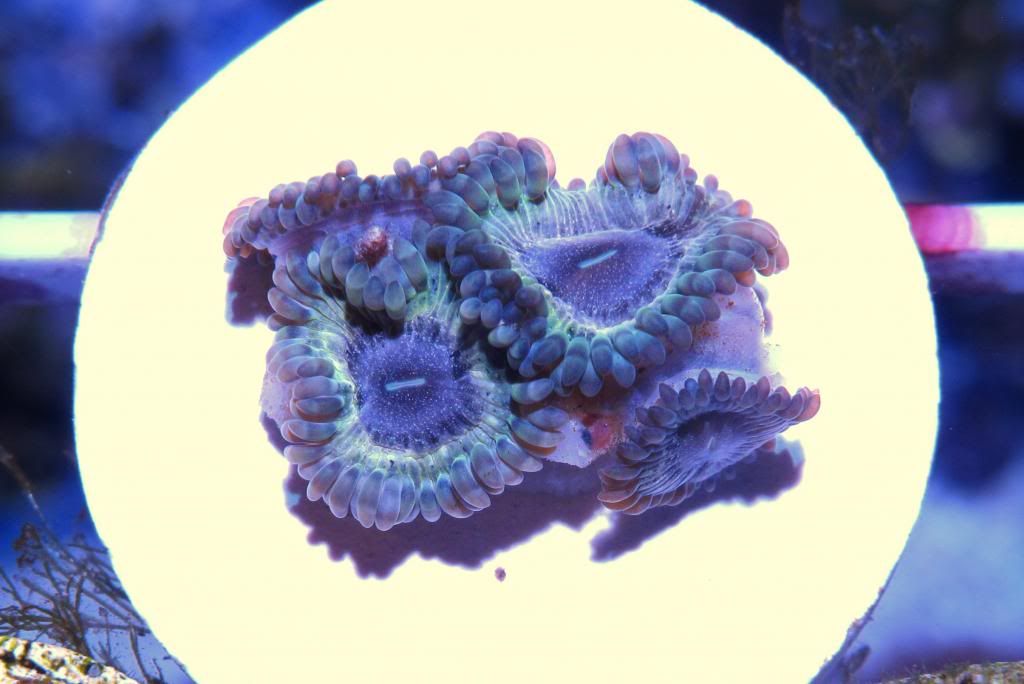 Donatella and Donatello Show Off Thread | Reef2Reef