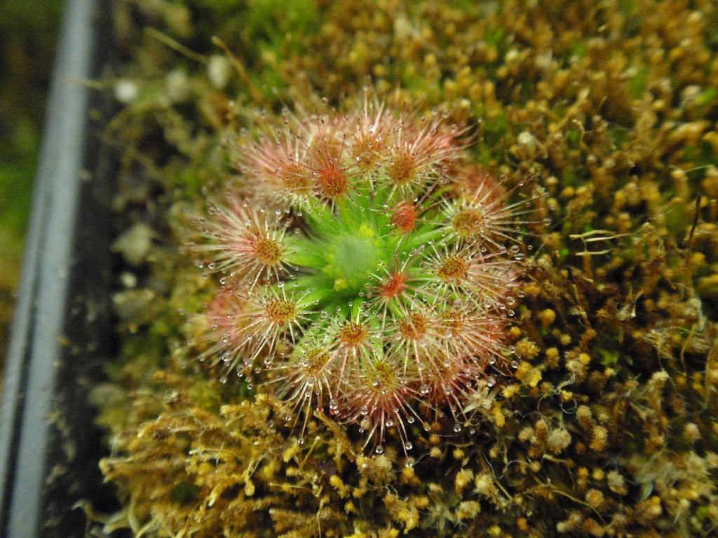Drosera grievei gemmae available | TerraForums Venus Flytrap, Nepenthes, Drosera and more talk