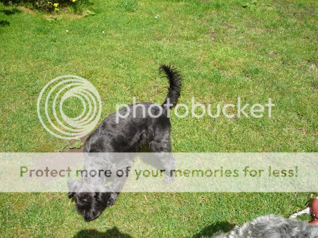 Tails - The Schnauzer Forum