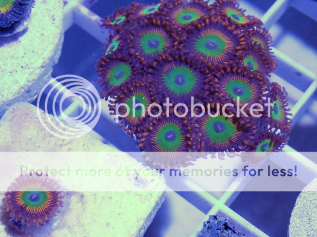 The Bowser Zoa | Page 2 | Reef2Reef