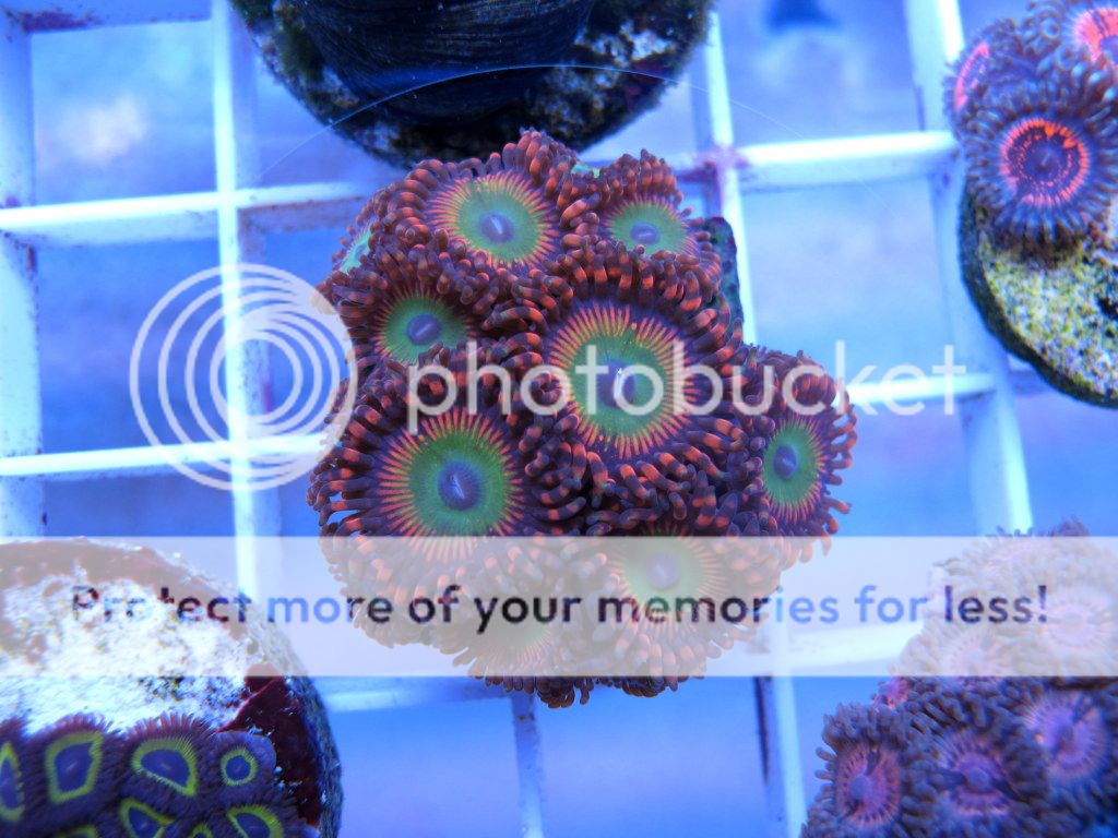 The Bowser Zoa | Reef2Reef