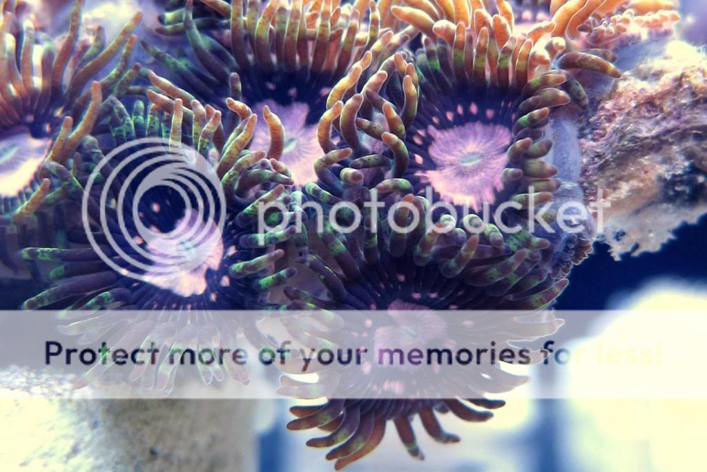 Club Zoa Spotlight! Hallucination! | Page 2 | Reef2Reef