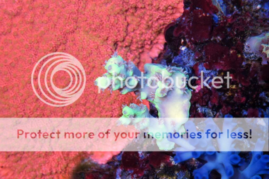 SPS Spotlight: Candlelight Acro | Reef2Reef