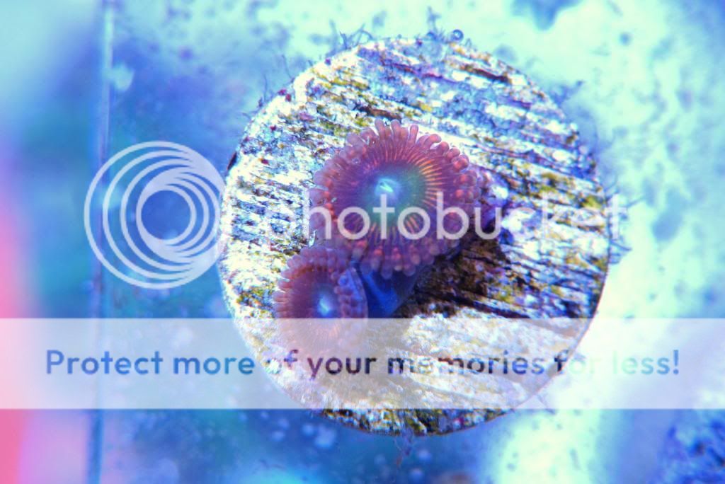 Lion's Zoa and Paly Collection | Page 20 | Reef2Reef