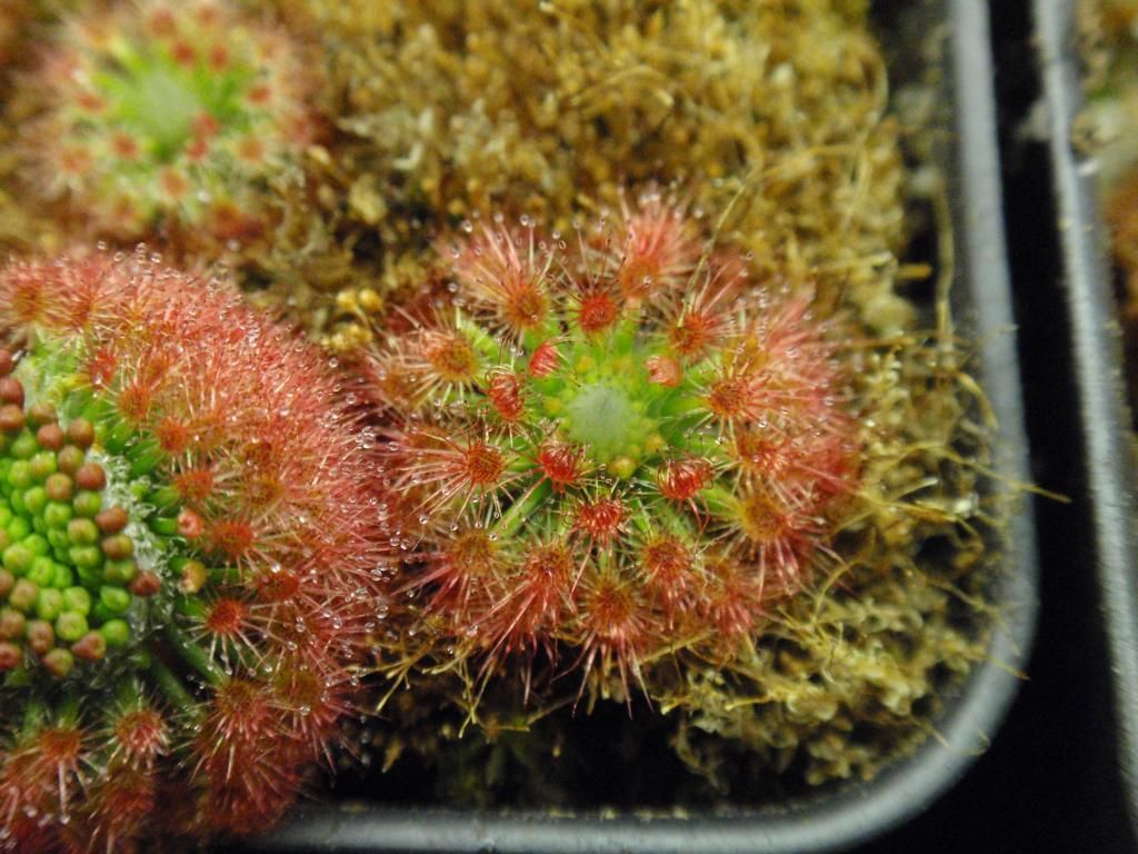 Drosera grievei gemmae available | TerraForums Venus Flytrap, Nepenthes ...